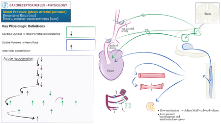 Neurological System: Baroreceptor Reflex: Anatomy & Physiology | ditki ...
