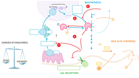 Biochemistry: Cholesterol Homeostasis | ditki medical & biological sciences