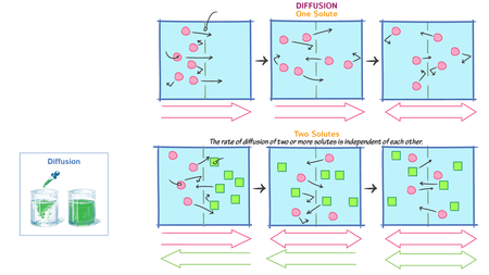 Advanced Anatomy & Physiology: Diffusion Overview | ditki medical ...