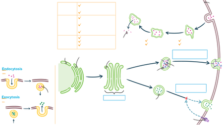 Cell Biology: Bulk Transport | ditki medical & biological sciences