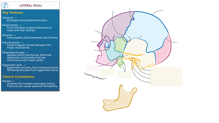 Anatomy & Physiology: Lateral Skull - Essentials | ditki medical ...