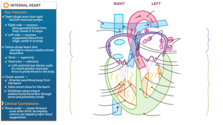 Anatomy & Physiology: Internal Features of the Heart | ditki medical ...
