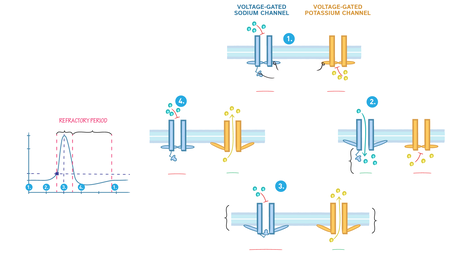 Anatomy & Physiology: Action Potentials | ditki medical & biological ...