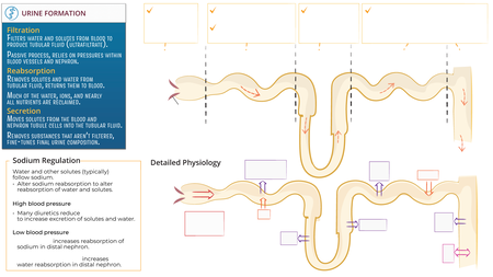 Advanced Anatomy & Physiology: Urine Formation - Essentials | ditki ...