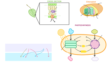 Human Biology: Photosynthesis Overview | ditki medical & biological ...