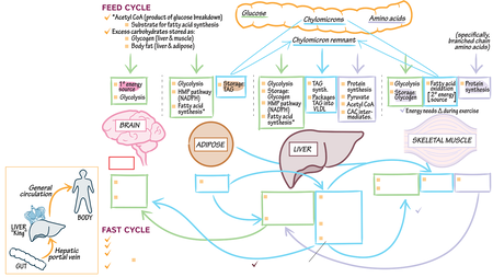 Anatomy & Physiology: Feed Fast Cycle Part II | ditki medical ...