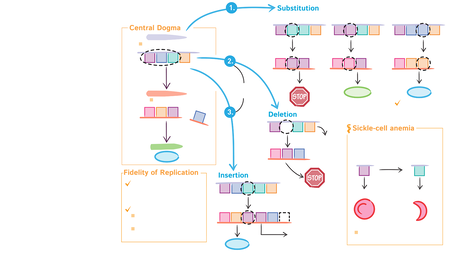Cell Biology: DNA Mutations | ditki medical & biological sciences