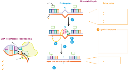 Biochemistry: Mismatch Repair | ditki medical & biological sciences