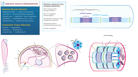 Anatomy & Physiology: Skeletal Muscle Organization | ditki medical ...