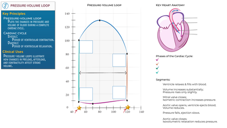 Cardiovascular System: Pressure-Volume Loop (Left Ventricle) | ditki ...