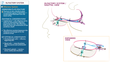 Neuroanatomy: The Olfactory System | ditki medical & biological sciences