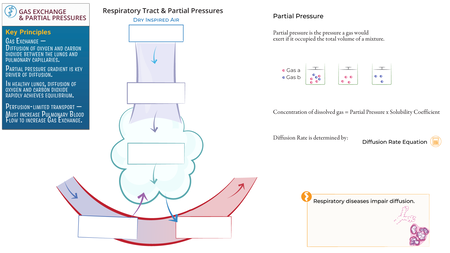 Physiology: Gas Exchange & Partial Pressures (Advanced) | ditki medical ...