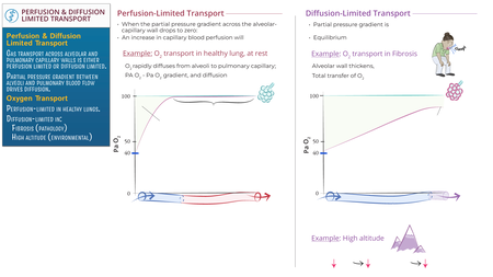 Clinical Medicine: Perfusion and Diffusion Limited Transport | ditki ...