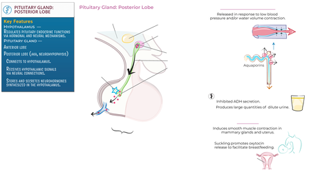 General Biology: Posterior Pituitary Lobe Anatomy & Physiology | ditki ...