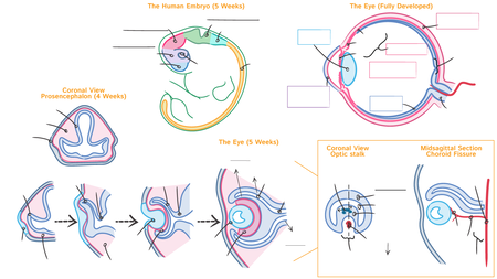 Anatomy & Physiology: Eye Embryology | ditki medical & biological sciences