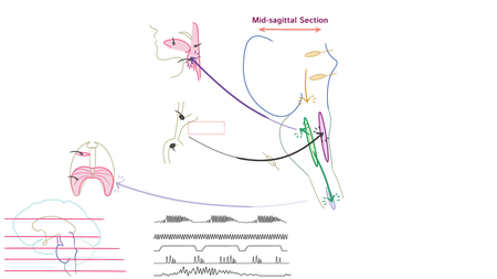 Physiology: Neural Control of Respiration | ditki medical & biological ...