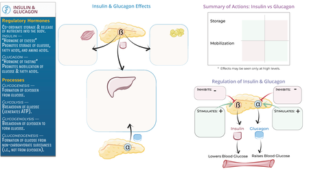 Physiology: Insulin, Glucagon, & Glucose Homeostasis | ditki medical ...