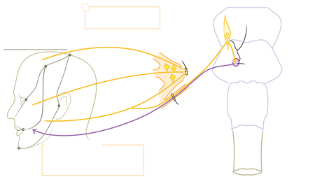 Neuroanatomy: Trigeminal Neuropathies & The Masseter Reflex | ditki ...