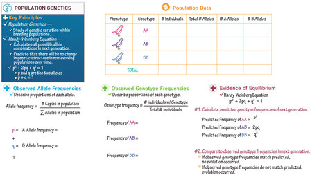 General Biology: Population Genetics | ditki medical & biological sciences