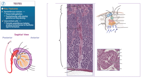 Gross Anatomy: Testes | ditki medical & biological sciences