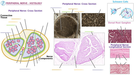 Gross Anatomy: Peripheral Nerve Histology | ditki medical & biological ...