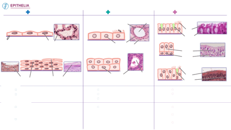 Histology: Epithelium - Histology | ditki medical & biological sciences