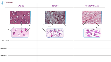 Histology: Cartilage Histology | ditki medical & biological sciences