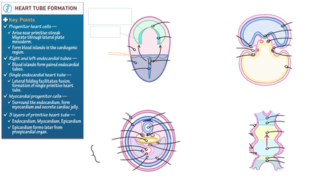 Cardiovascular System: Heart Tube Formation | ditki medical ...