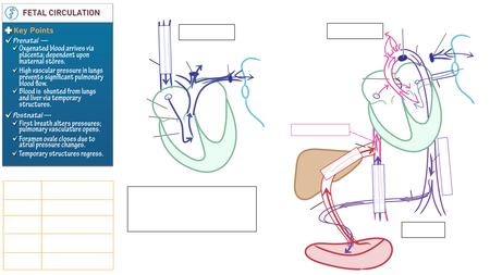 Embryology Fundamentals: Fetal Circulation | ditki medical & biological ...