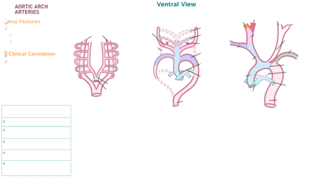 Gross Anatomy: Aortic Arches | ditki medical & biological sciences
