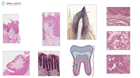 Gross Anatomy: Oral Cavity Histology | ditki medical & biological sciences