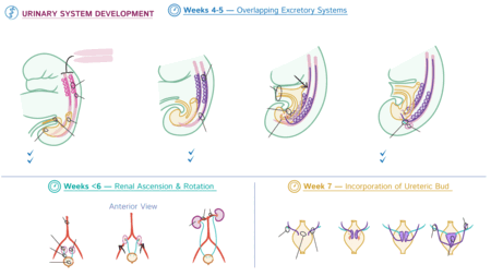 Advanced Anatomy & Physiology: Urinary System Development | ditki ...