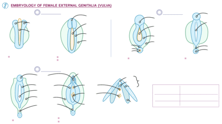 Reproductive System: Development of the Vulva | ditki medical ...