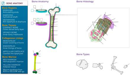 Advanced Anatomy & Physiology: Bone Anatomy & Histology | ditki medical ...