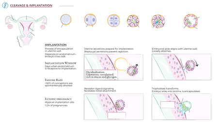 BMS Anatomy: Cleavage & Implantation | ditki medical & biological sciences
