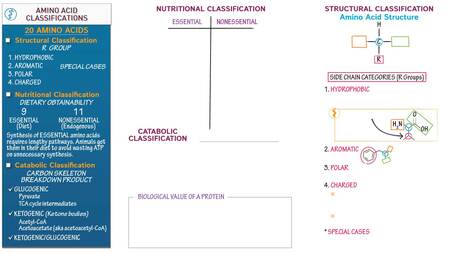Biochemistry: Amino Acid Classification Systems | ditki medical ...