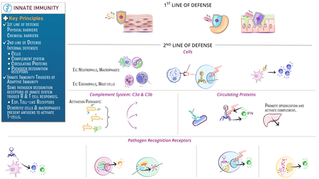 Hematologic / Immunologic System: Innate Immune Response | ditki ...