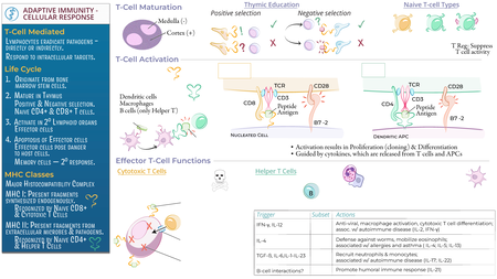 Immunology - Marian: Adaptive Immunity - Cellular Response | ditki ...