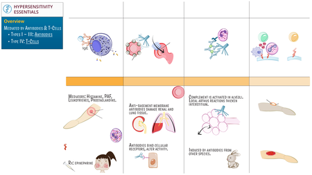 Clinical Pathology: Hypersensitivity Overview | ditki medical ...