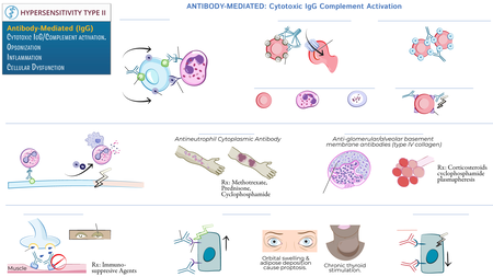USMLE / COMLEX - Step 1: Type II Hypersensitivity | ditki medical ...
