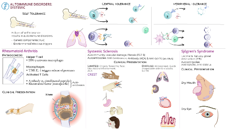 Anatomy & Physiology: Autoimmune Disorders (Systemic Overview) | ditki ...