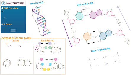 Biochemistry Fundamentals: DNA Structure & Base Pairing | ditki medical & biological sciences