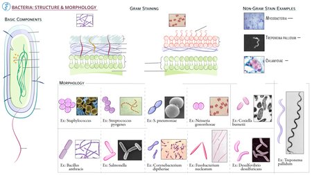 Clinical Pathology: Bacterial Structure & Morphology | ditki medical ...