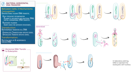 Clinical Pathology: Bacterial Horizontal DNA Transfer | ditki medical ...