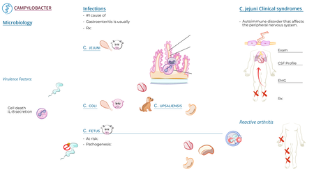 Immunology / Microbiology: Campylobacter | ditki medical & biological ...