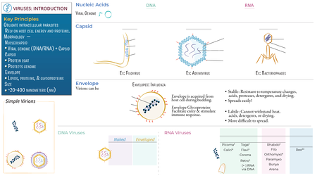 Immunology / Microbiology: Viruses: Introduction | ditki medical ...