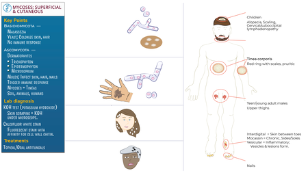 Immunology / Microbiology: Superficial & Cutaneous Mycoses | ditki ...
