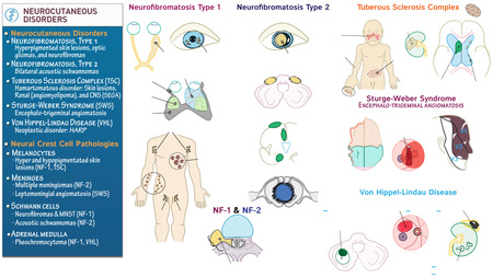 Clinical Pathology: Neurocutaneous Disorders, Part 1 | ditki medical ...