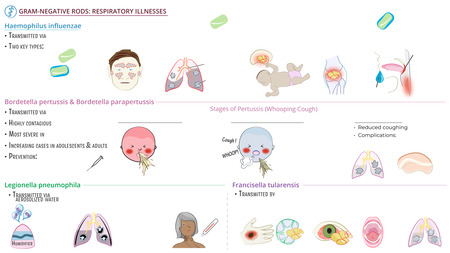 Respiratory System: Respiratory Illnesses - Gram-Negative Rods | ditki ...