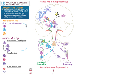 Clinical Pharmacology: Multiple Sclerosis, Part 1: Pathophysiology ...
